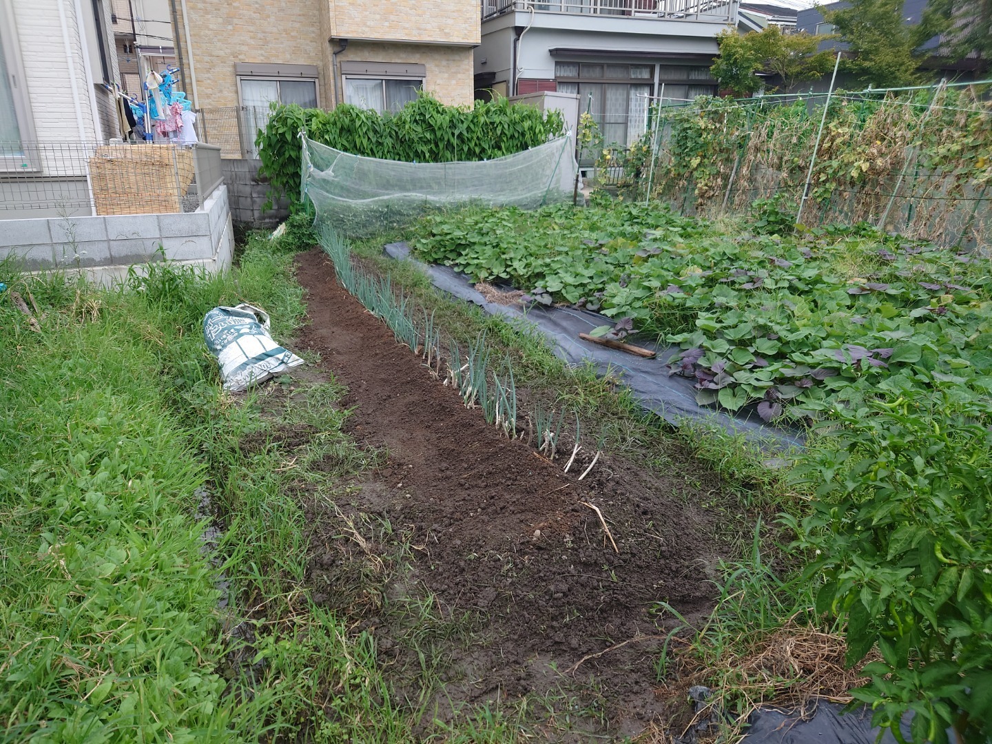 ネギに追肥: マラニック＆家庭菜園