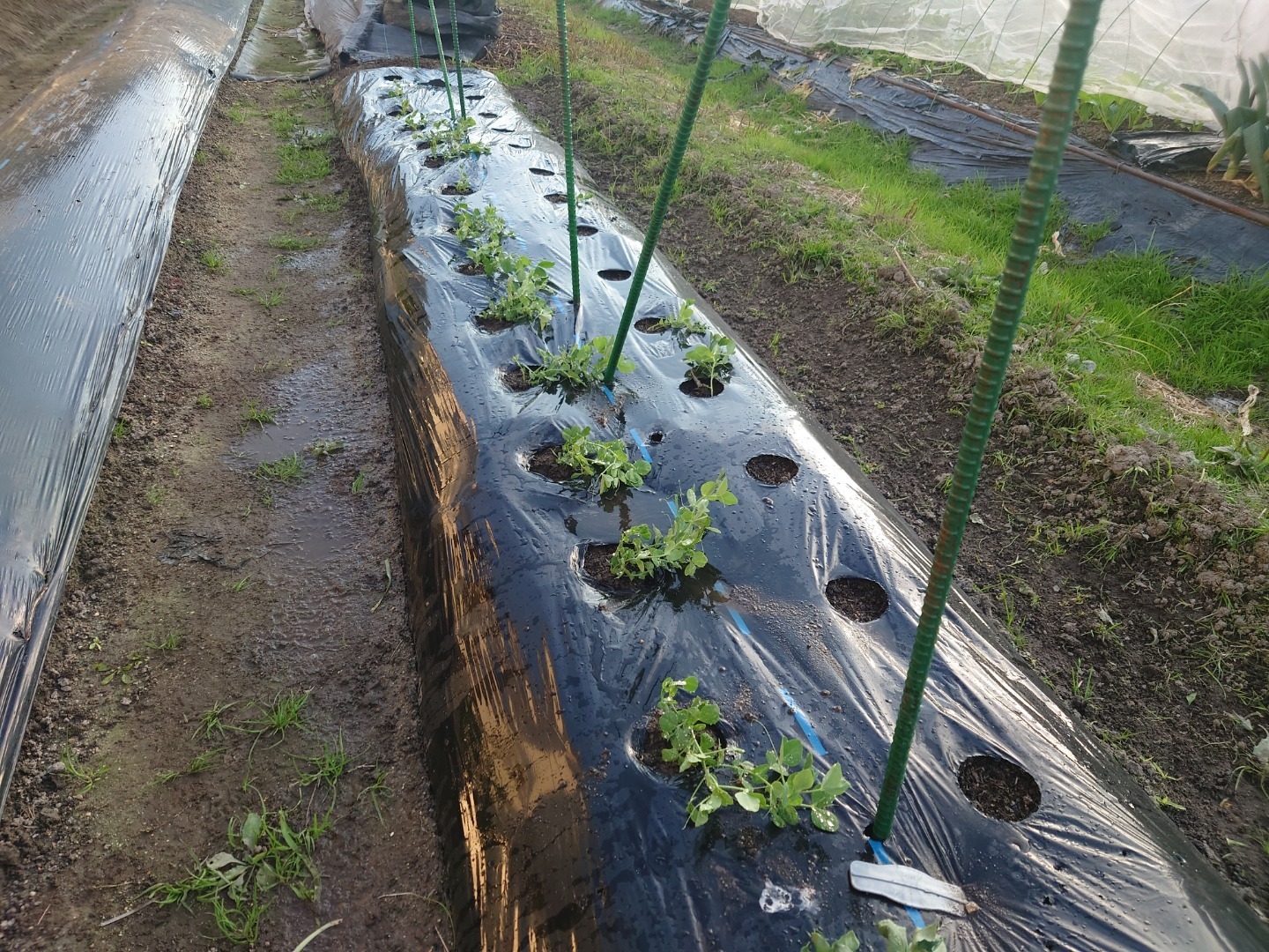 祝蕾の初収穫: マラニック＆家庭菜園